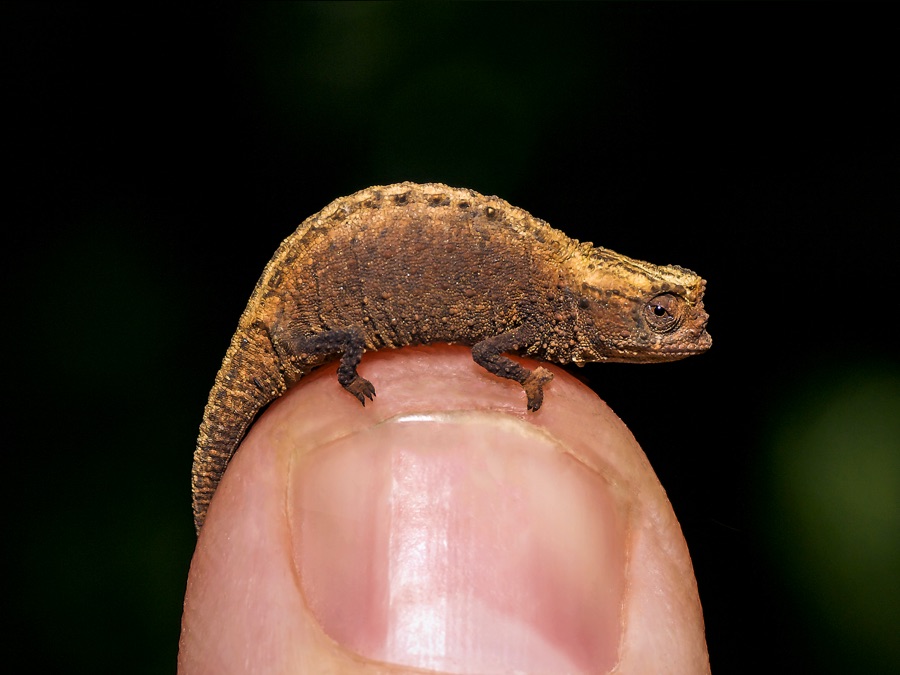 小さな世界のスーパースター - Apple TV (日本)
