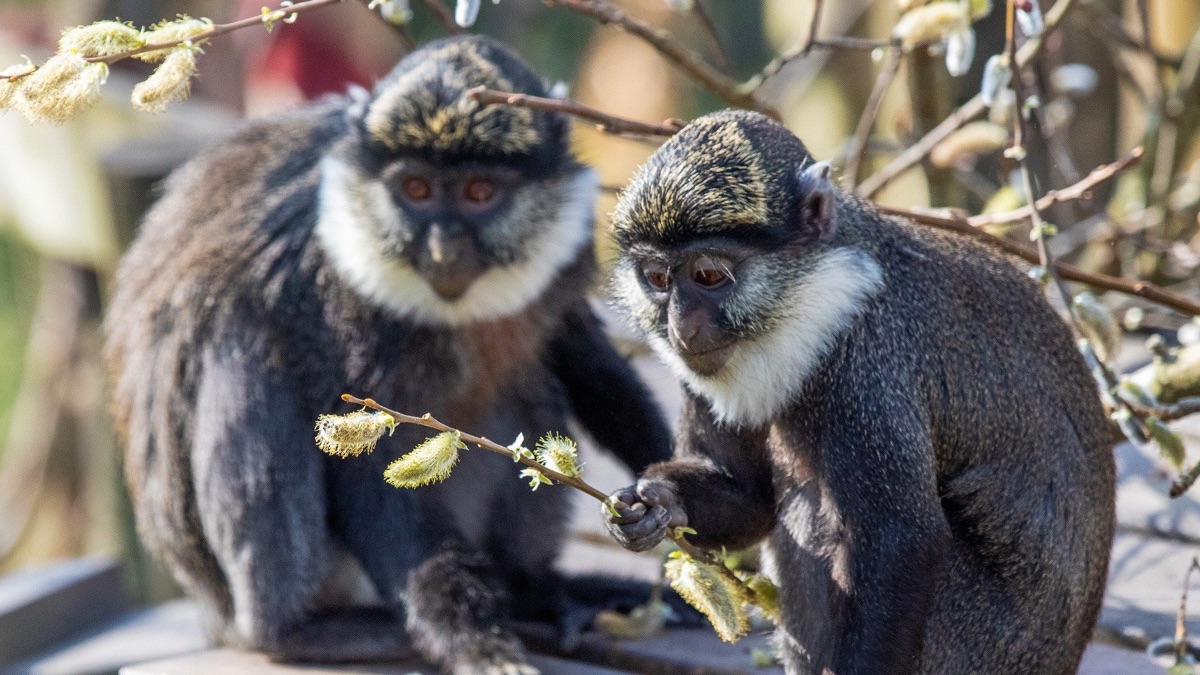 Monkey Life - Apple TV (UK)