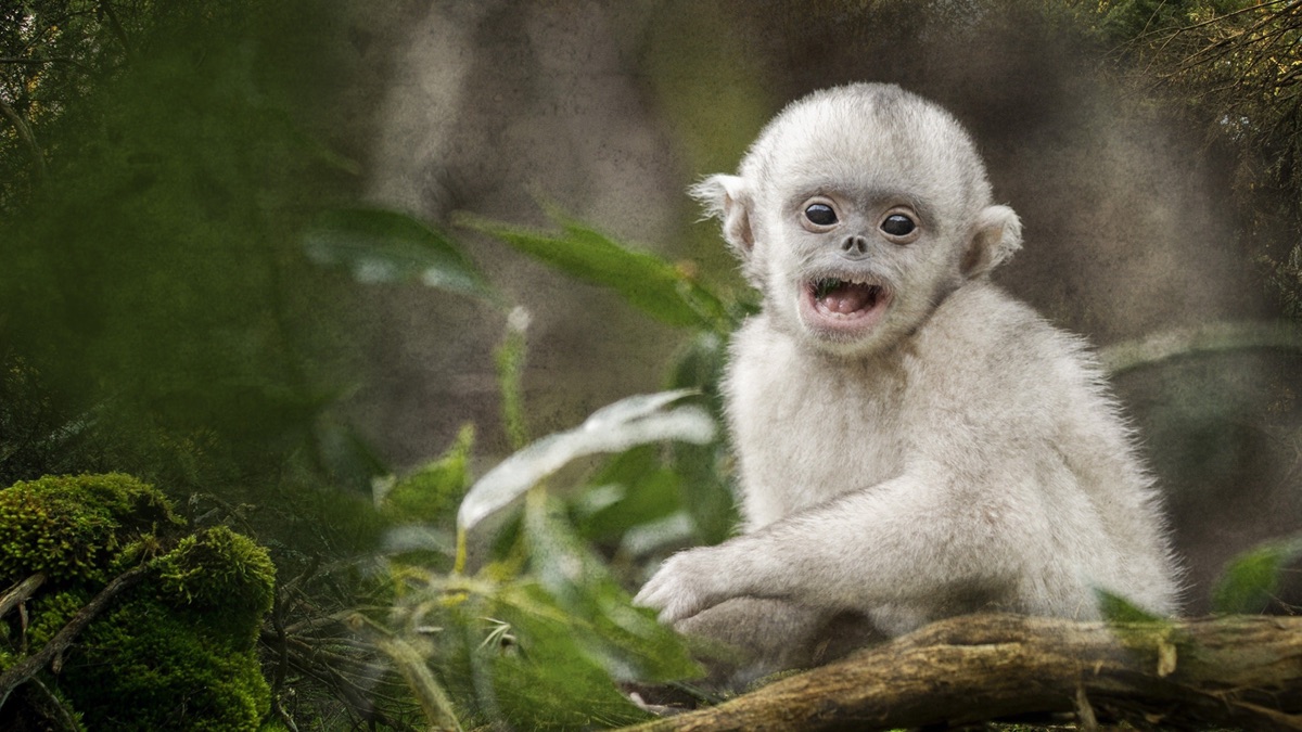 Wild Winners | Apple TV