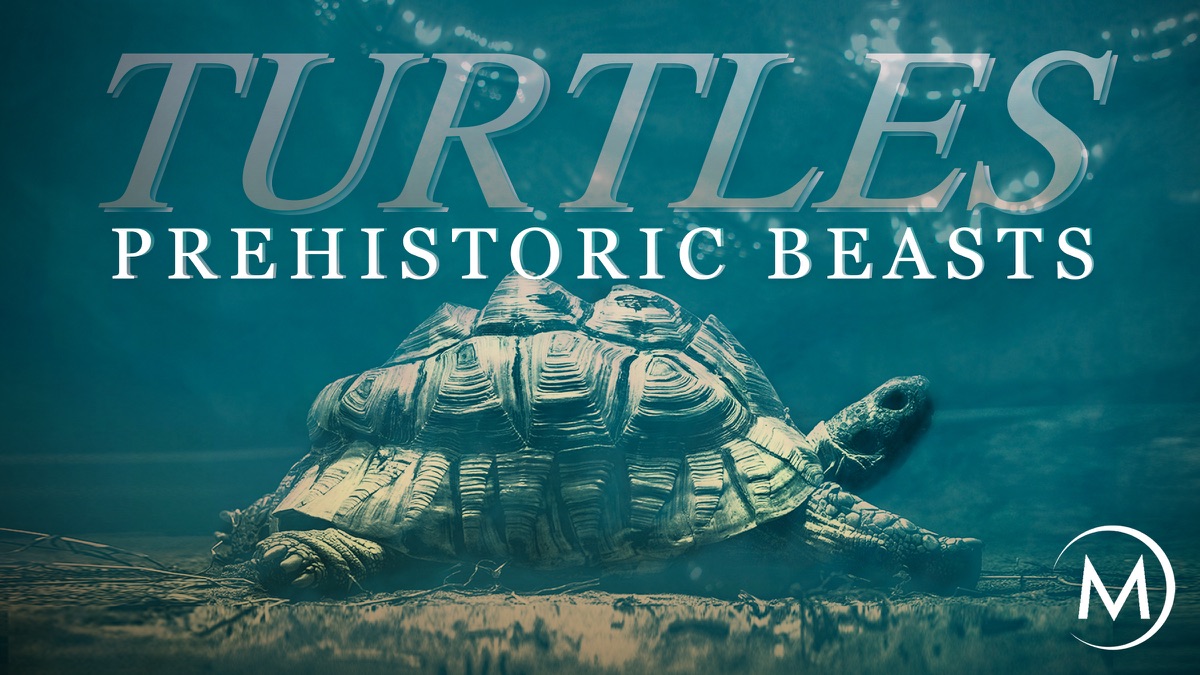 Turtles: Prehistoric Beasts | Apple TV
