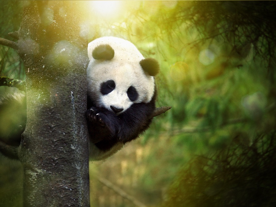 Panda Goes Wild | Apple TV (uk)