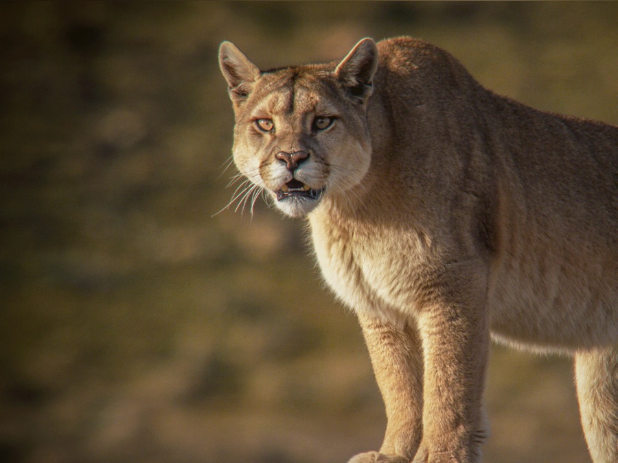 Into the Puma Triangle | Apple TV