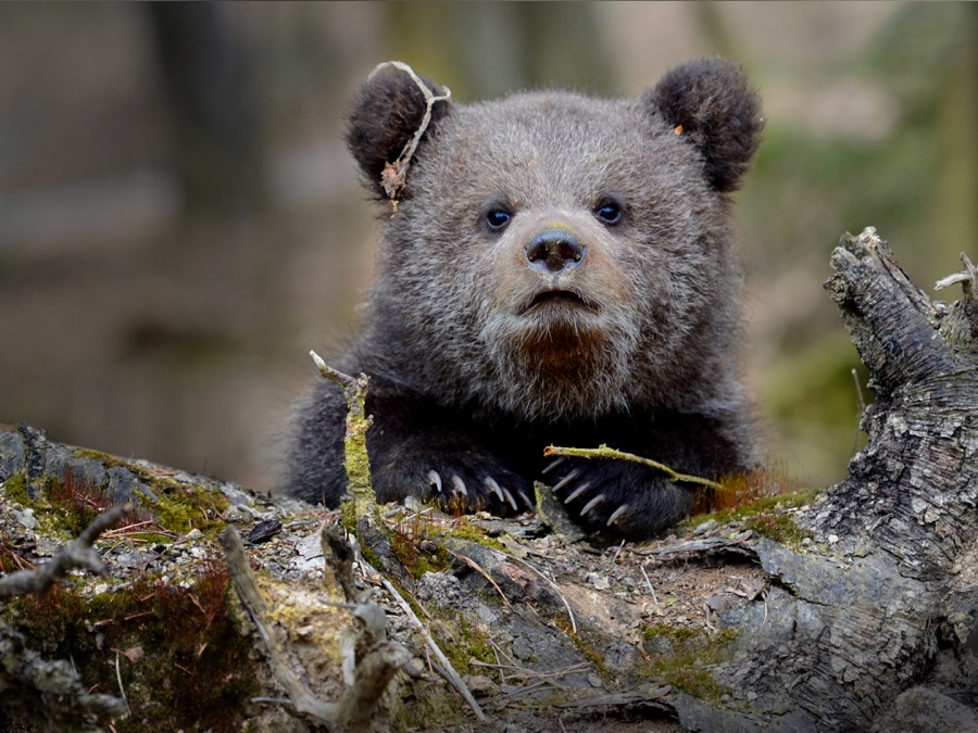 Beary Tales | Apple TV (UK)