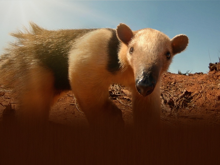 South America's Weirdest Animals | Apple TV (IE)