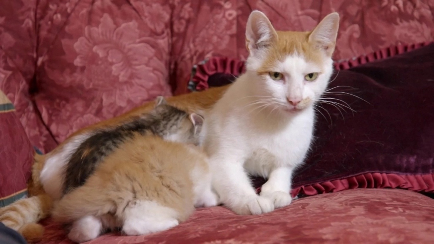 Too Cute! on Apple TV