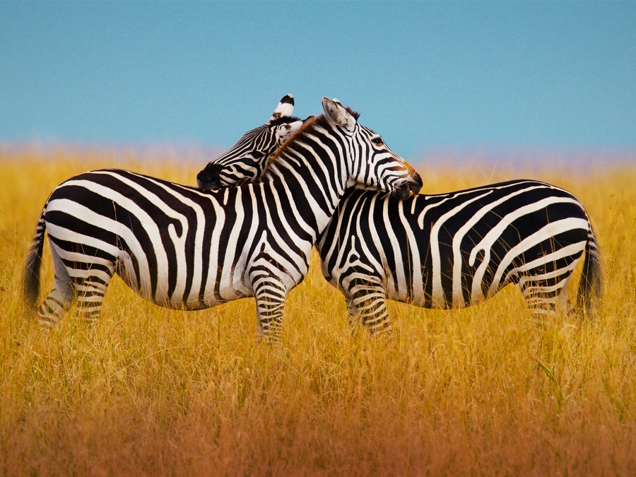 The Mating Game | Apple TV