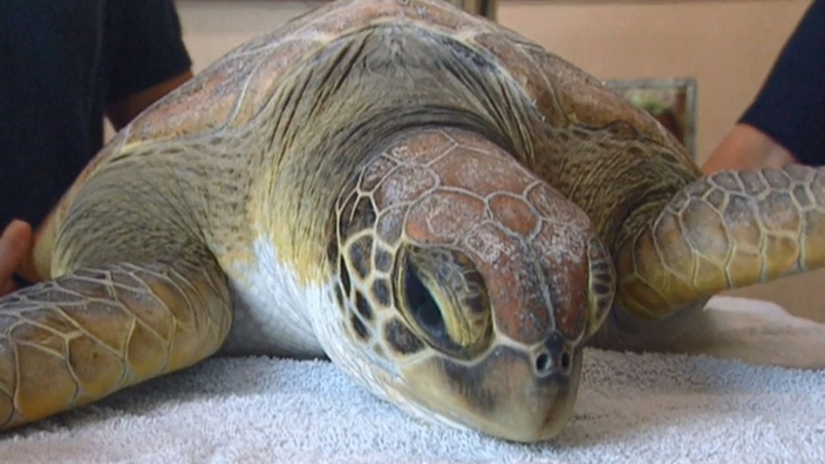 Animal Tales | Apple TV