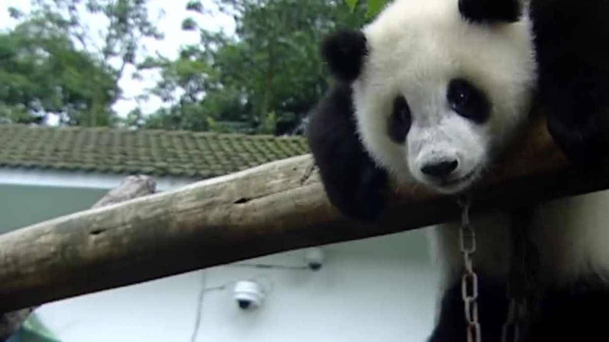 Sneezing Baby Panda - Apple TV