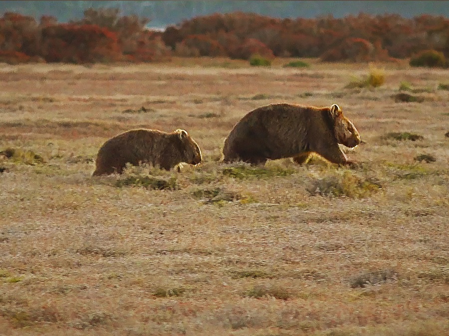 Secret Life of the Wombat - Apple TV