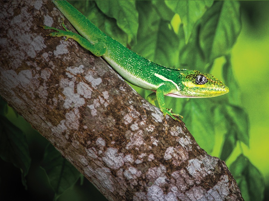 Laws of the Lizard - Apple TV