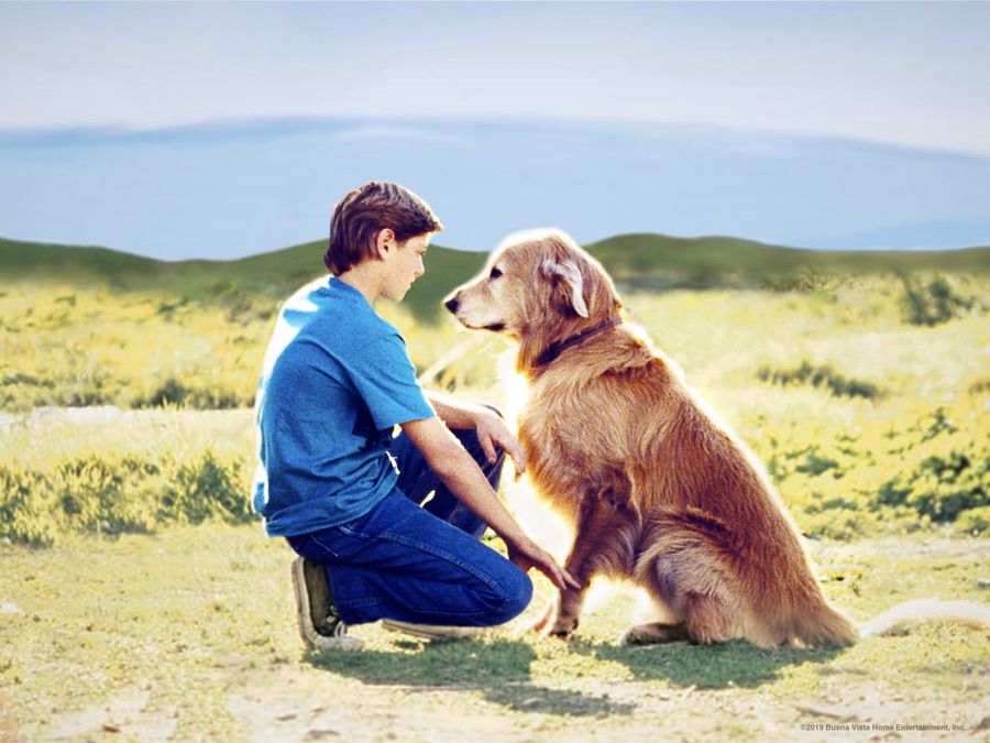 Homeward Bound: The Incredible Journey | Apple TV