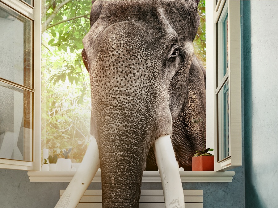 Jungle Life | Apple TV