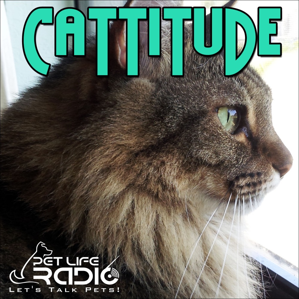 Cattitude - Episode 192 The Cat in The Christmas Tree – Cattitude - The ...