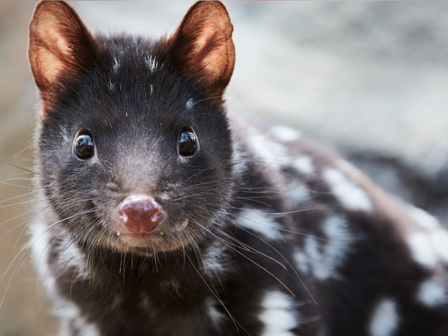 Tasmania: Curious Life of Quolls | Apple TV