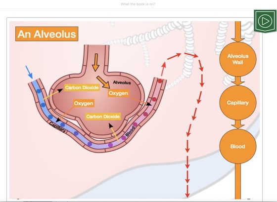 ‎The double circulatory system on Apple Books