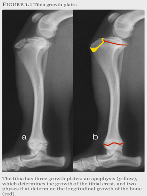 ‎Tibial Tuberosity Transposition Tool TTTT and Technique su Apple Books