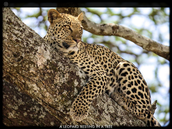 ‎Leopard Facts For Kids 9-12 on Apple Books