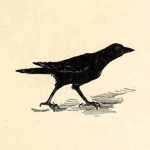 Jimmy Crow by Michael Brizeli