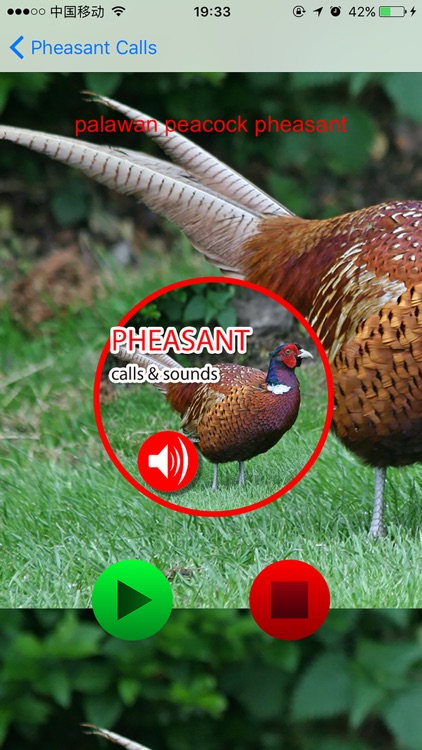 Pheasant Hunting Calls & Sounds by Jing Ren