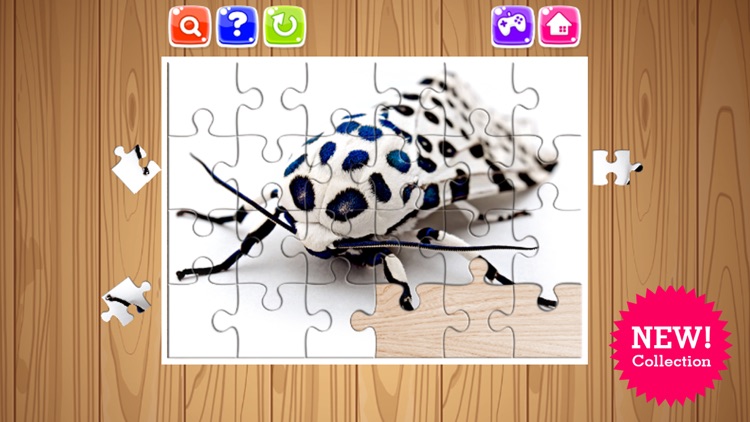Bug And Insect Jigsaw Puzzle Game For Kids Toddler by Watchara Boonnoon