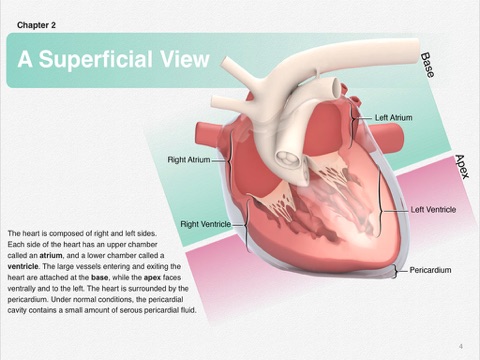 Dog Coronary Arteries Diagram