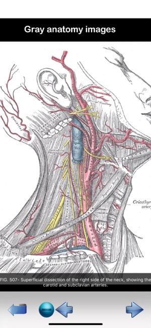 ‎Visual Anatomy Lite on the App Store