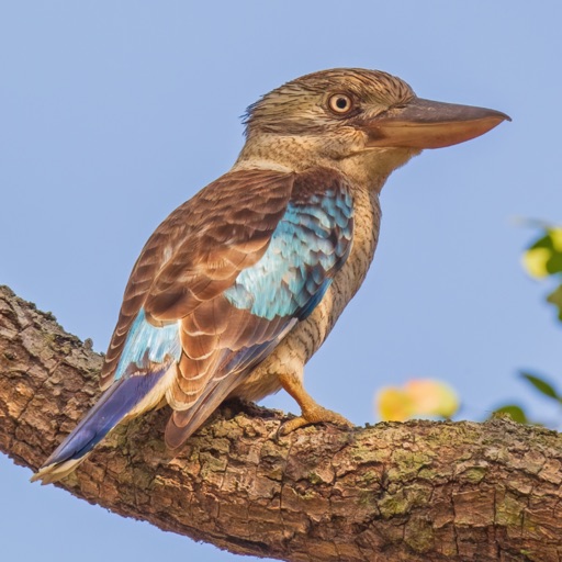 Stewart Australian Bird Calls by mydigitalearth.com