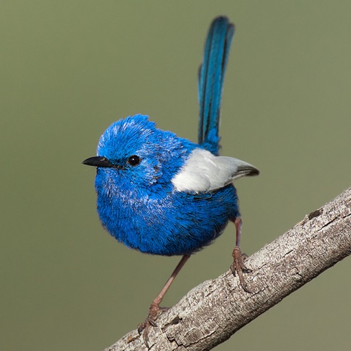Uluru birds by Director of National Parks