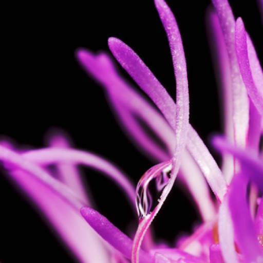 miArtPak - Thomas by Paul Yager