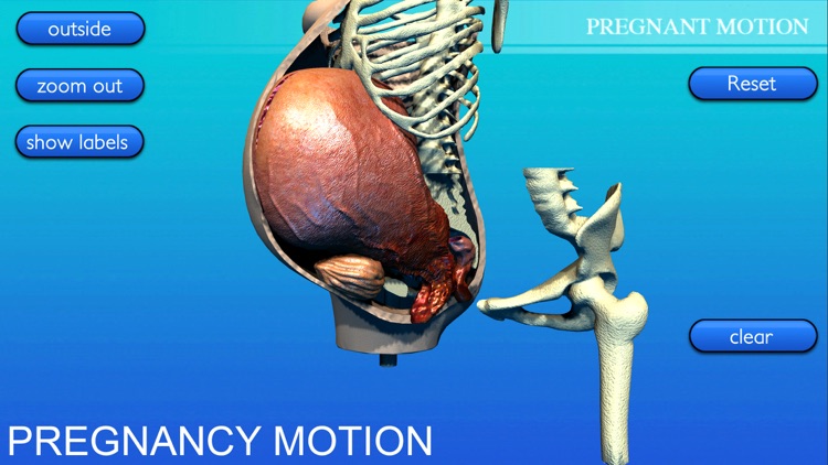 Pregnancy Motion Anatomy by usamau04 melambe