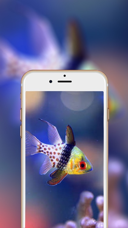 Fish Live Wallpapers by Mohammad Elias Hossain