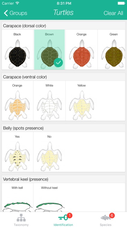Ocean Life ID - Turtles - Identification, Facts and Information by ...