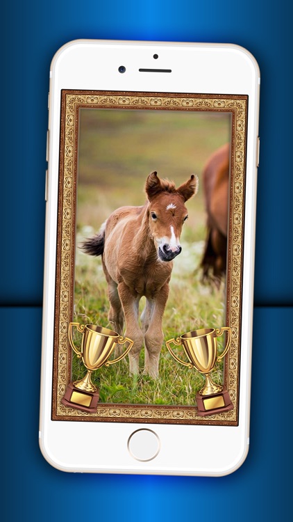 Horse Wallpapers – Beautiful Black And White Horses Jump.ing Picture ...