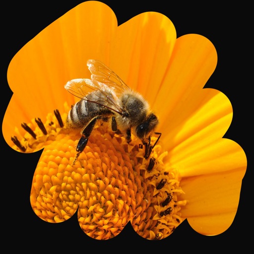 Colors Scratch and See | Kids Learning Game by Kalden Ficklin