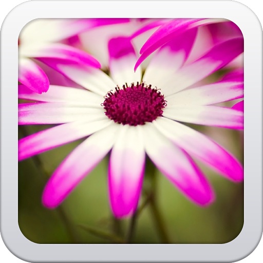 Photo Frame for Flickr by XK72