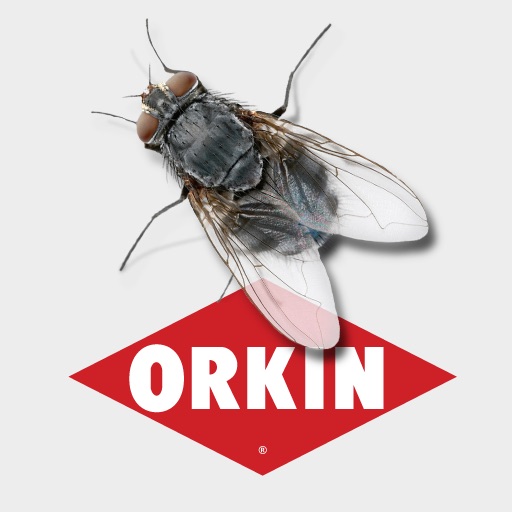 Bug Battle by Orkin