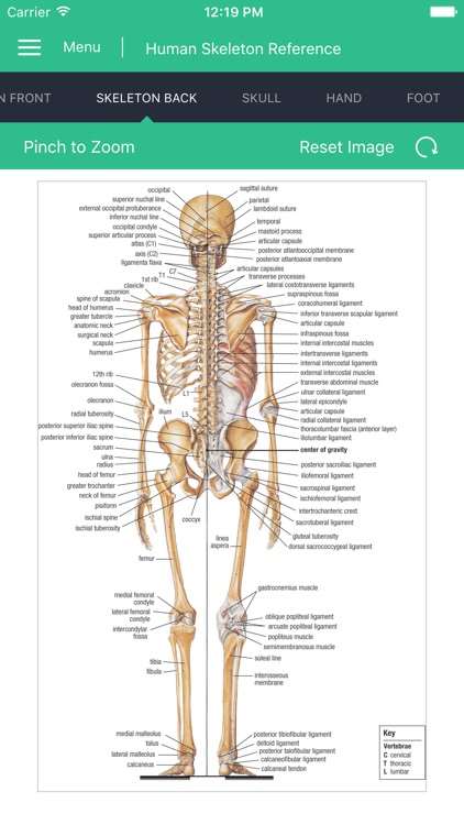 Human Skeleton Reference Guide by Faisal Akhtar