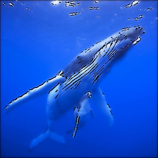 Whale Whistle by Chudigi Software