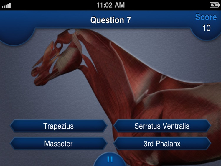 Horse 360 HD Bundle by Animal 360 Pty Ltd