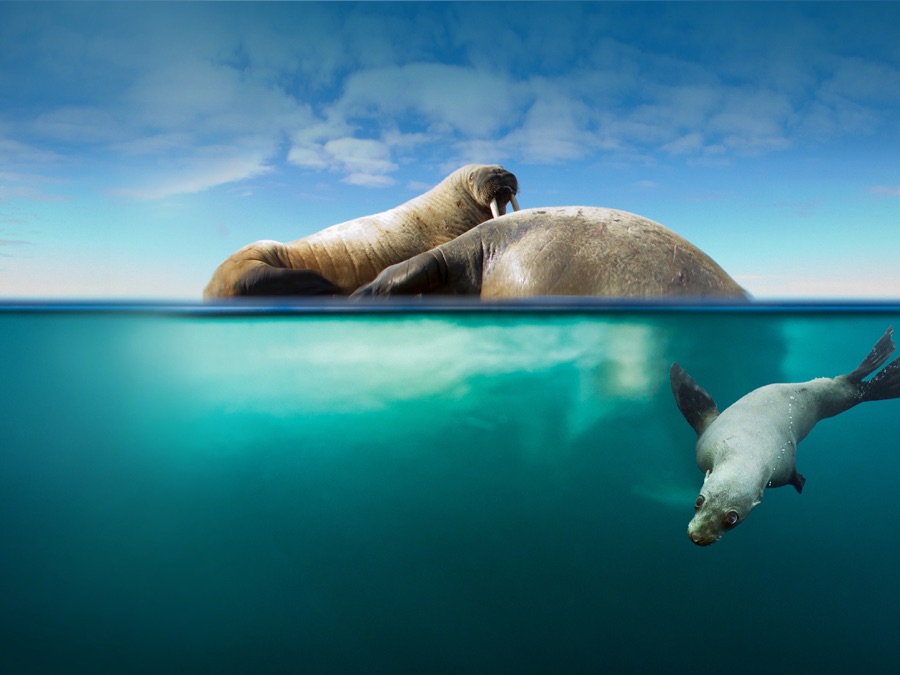 Blue Planet II | Apple TV