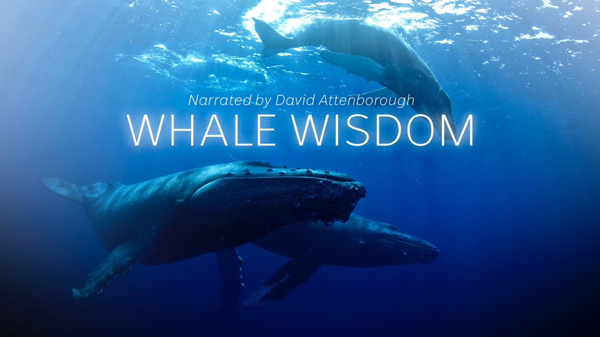 Whale Wisdom Narrated by David Attenborough - Apple TV (AU)
