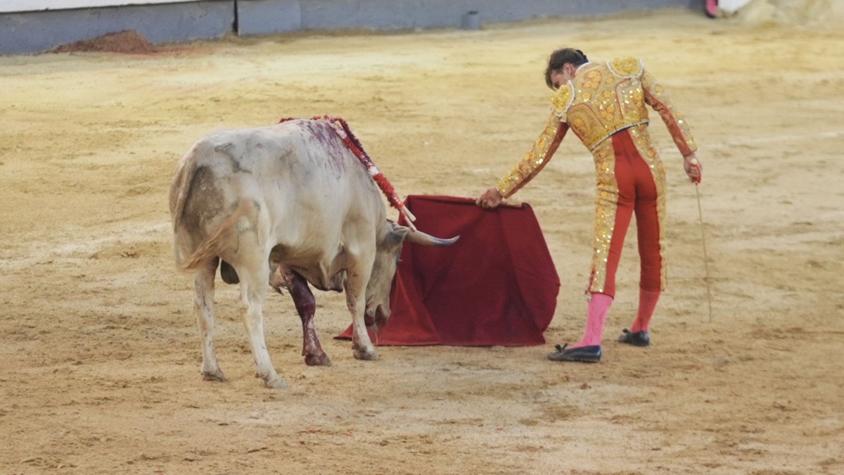 Toros: españoles contra las corridas - ARTE Regards | Apple TV (ES)