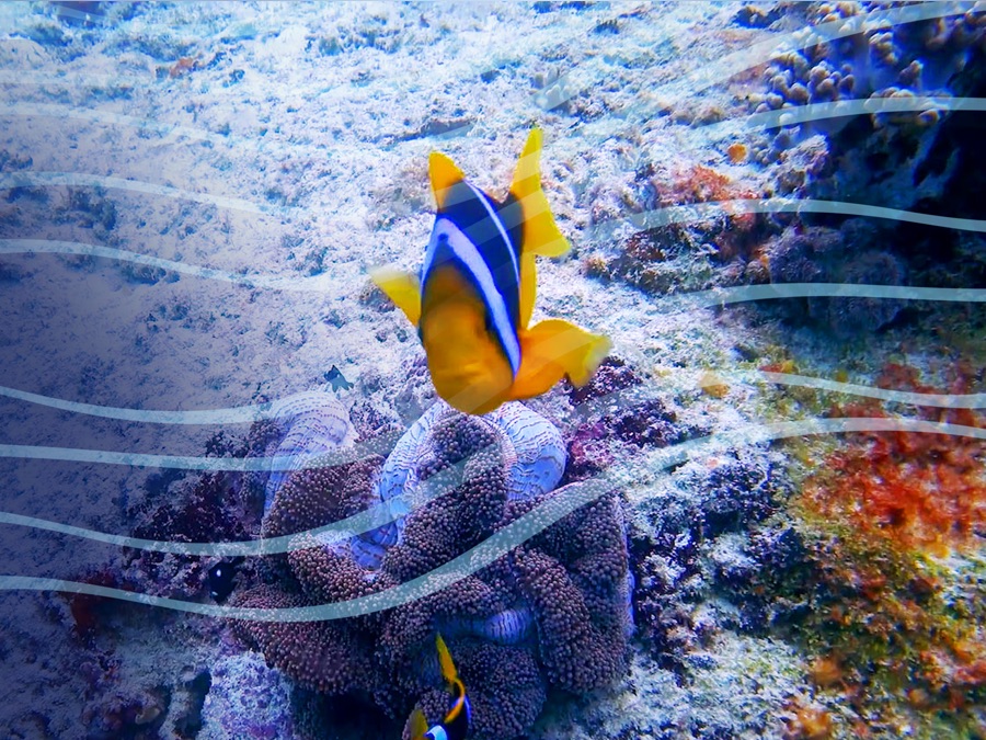 Scuba Sam's World - Apple TV (EG)