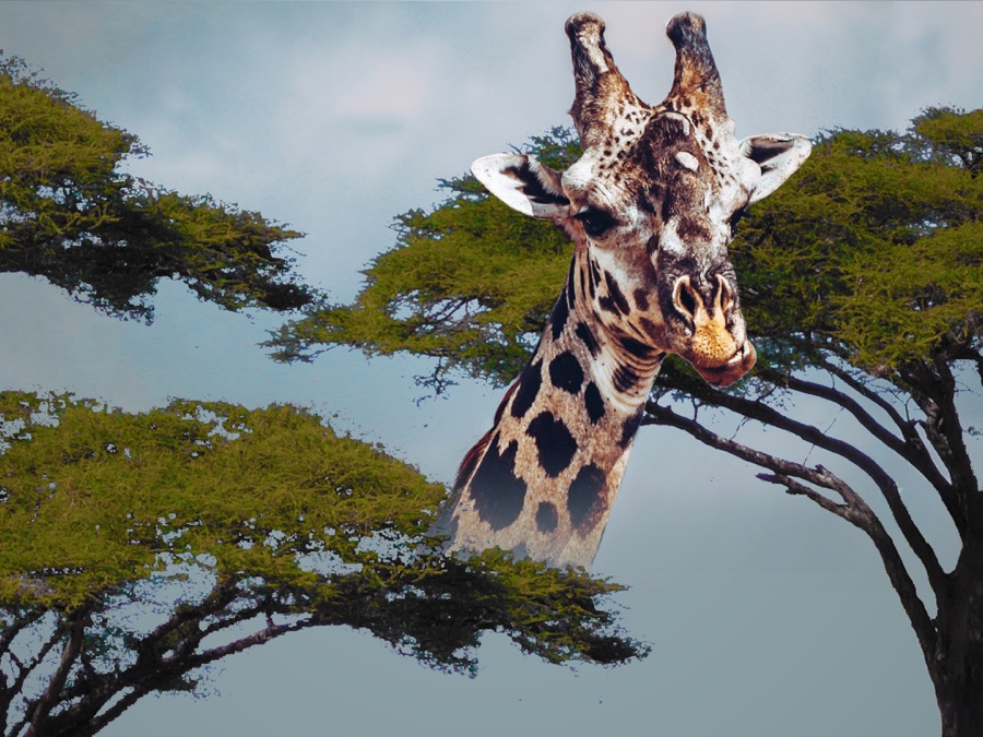 The Last Of The White Giraffes | Apple TV