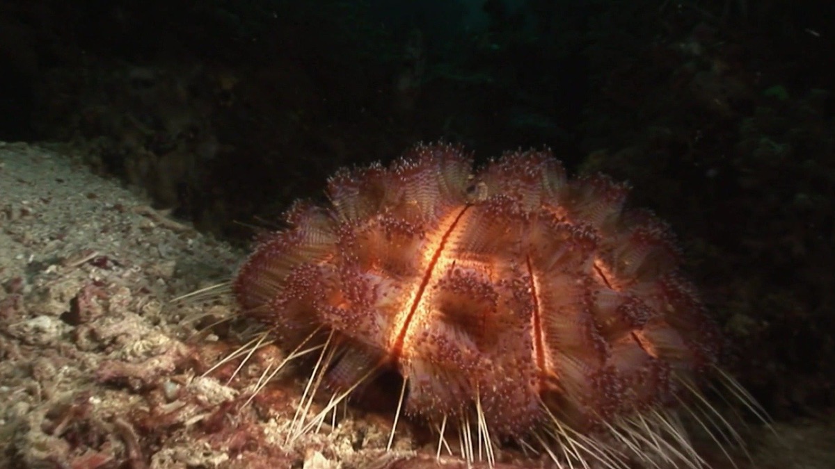 Expedition Wallacea - Apple TV (CA)