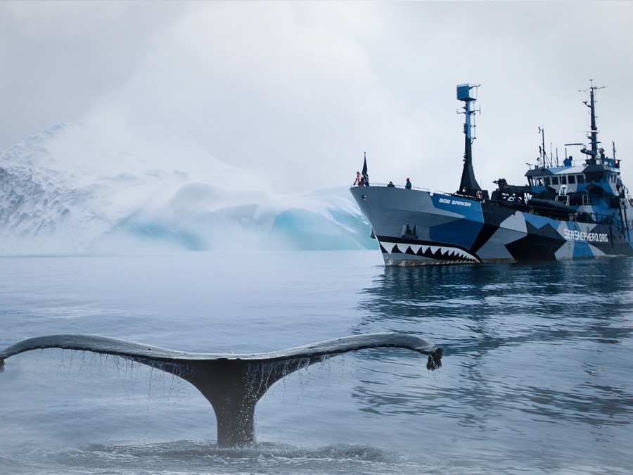 Whale Wars | Apple TV