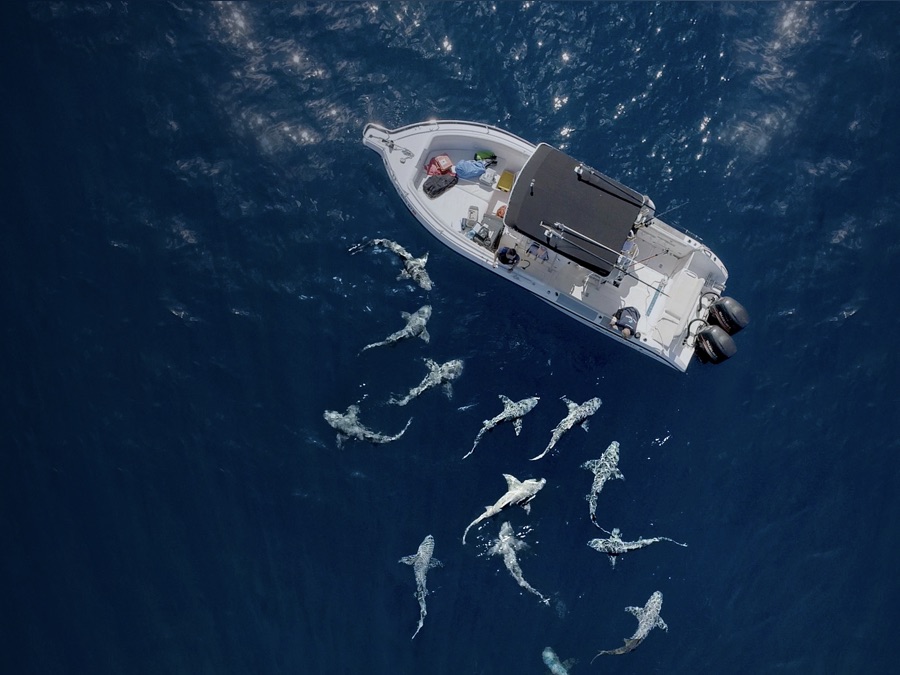 Jaws vs. Boats | Apple TV