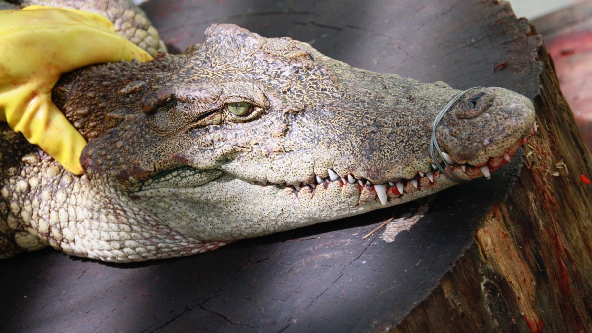 Croczilla - Apple TV